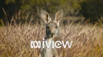 ABC iview | Logopedia | Fandom