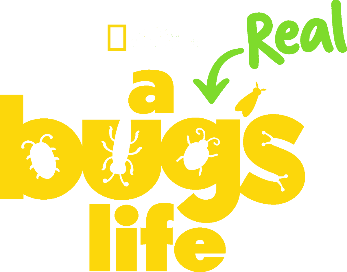 A Real Bug's Life | Logopedia | Fandom