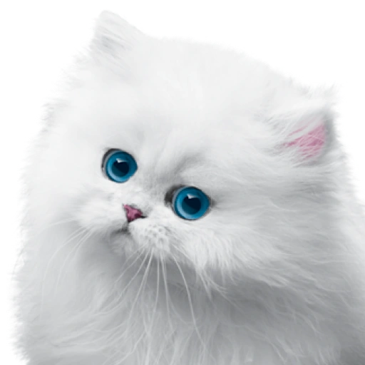 Royale (household paper) | Logopedia | Fandom