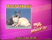 WNUV | Logopedia | Fandom