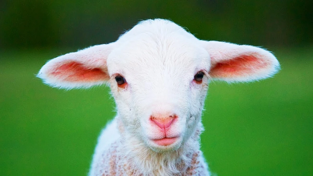 Augustin | Wiki Logos | Fandom