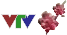Đài Truyền hình Việt Nam/Logo Tết | Wikia Logos | Fandom