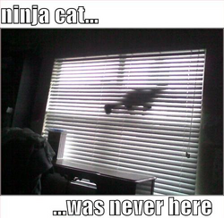 Ninja Cat | Lol Wiki | Fandom