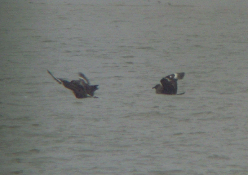 Oct 2014 | London Bird Club Wiki | Fandom