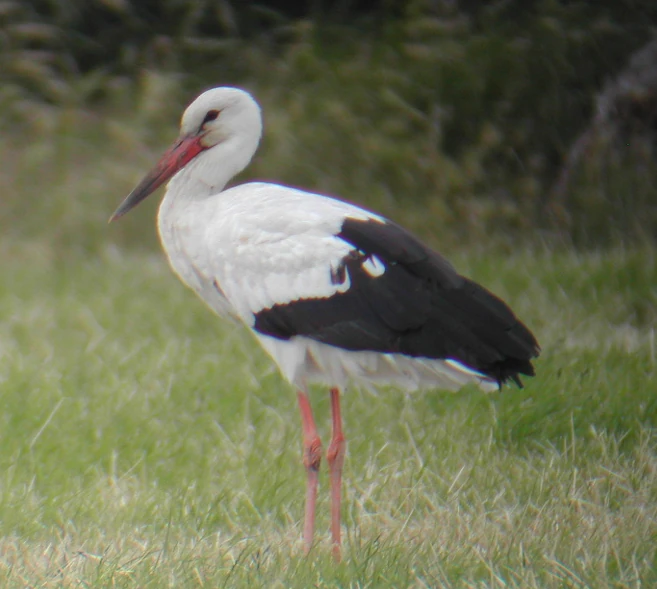 White Stork | London Bird Club Wiki | Fandom