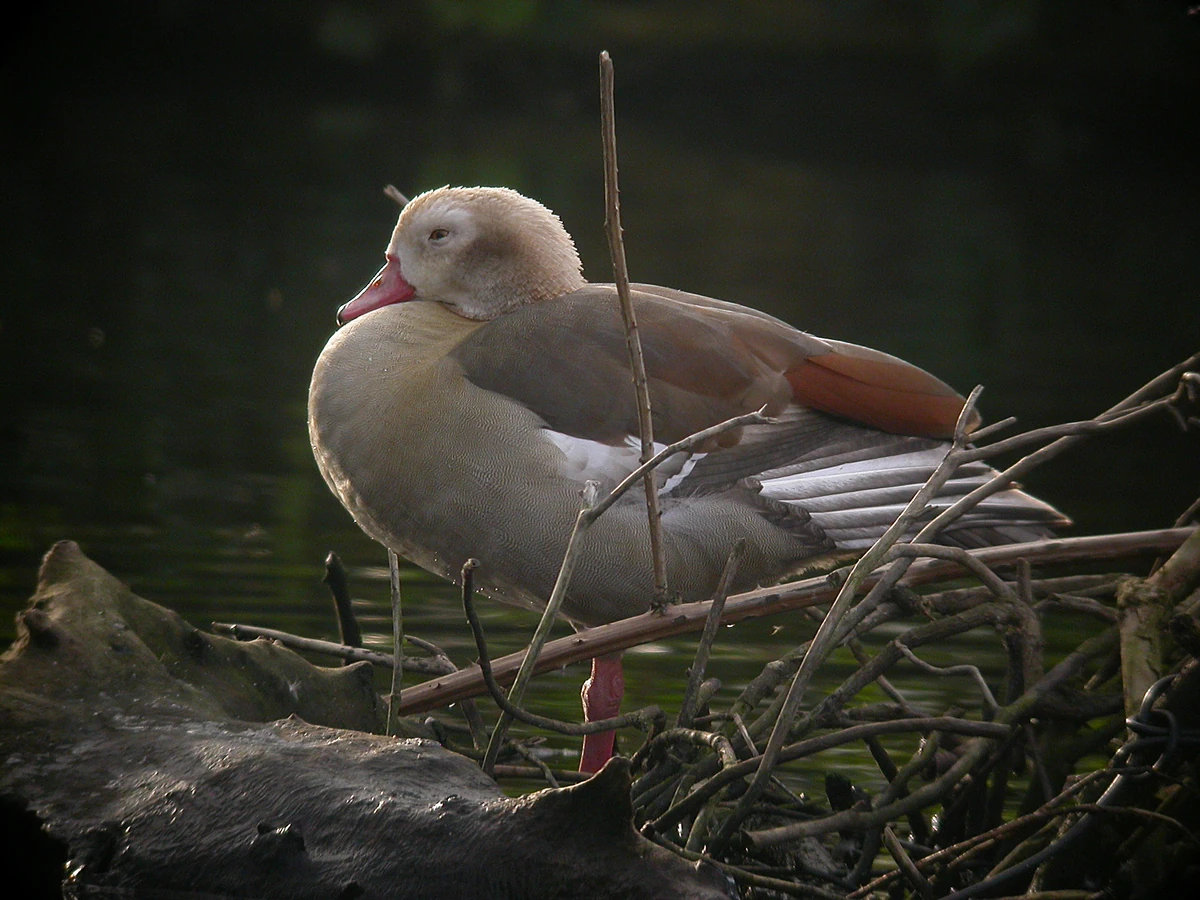 February | London Bird Club Wiki | Fandom