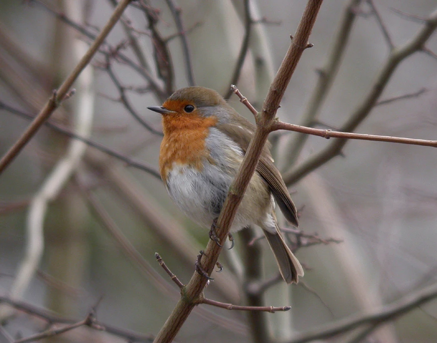 February | London Bird Club Wiki | Fandom