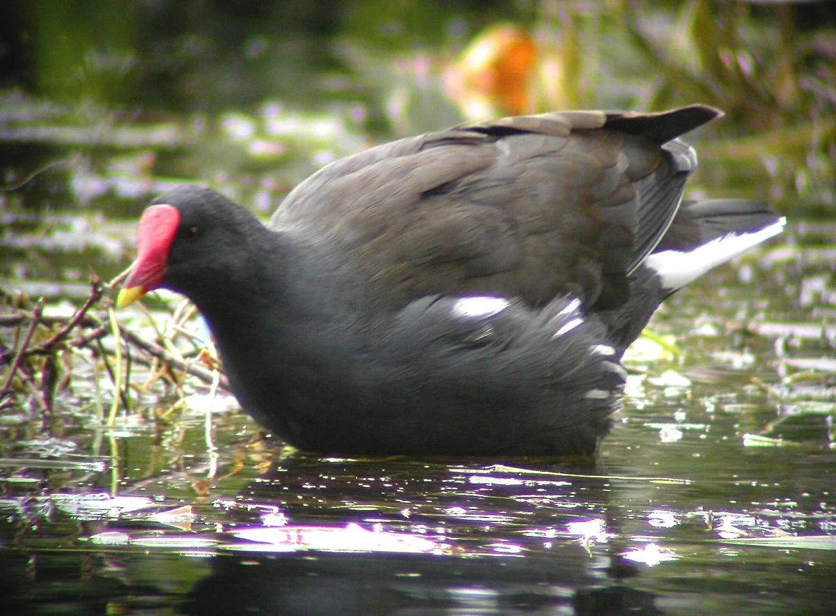 Patch Lists - Sutcliffe Park 2010 | London Bird Club Wiki | Fandom