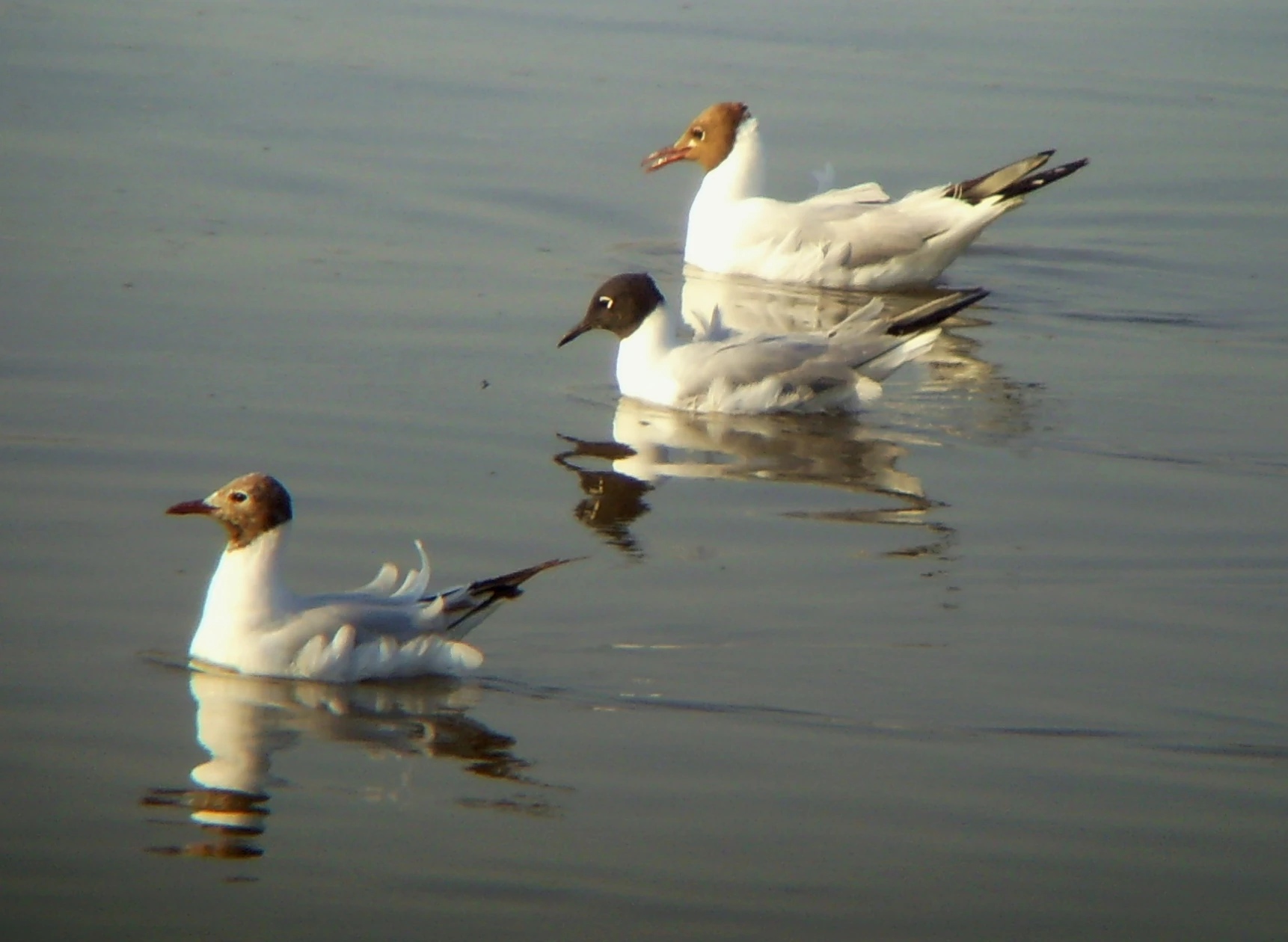 July2013 | London Bird Club Wiki | Fandom