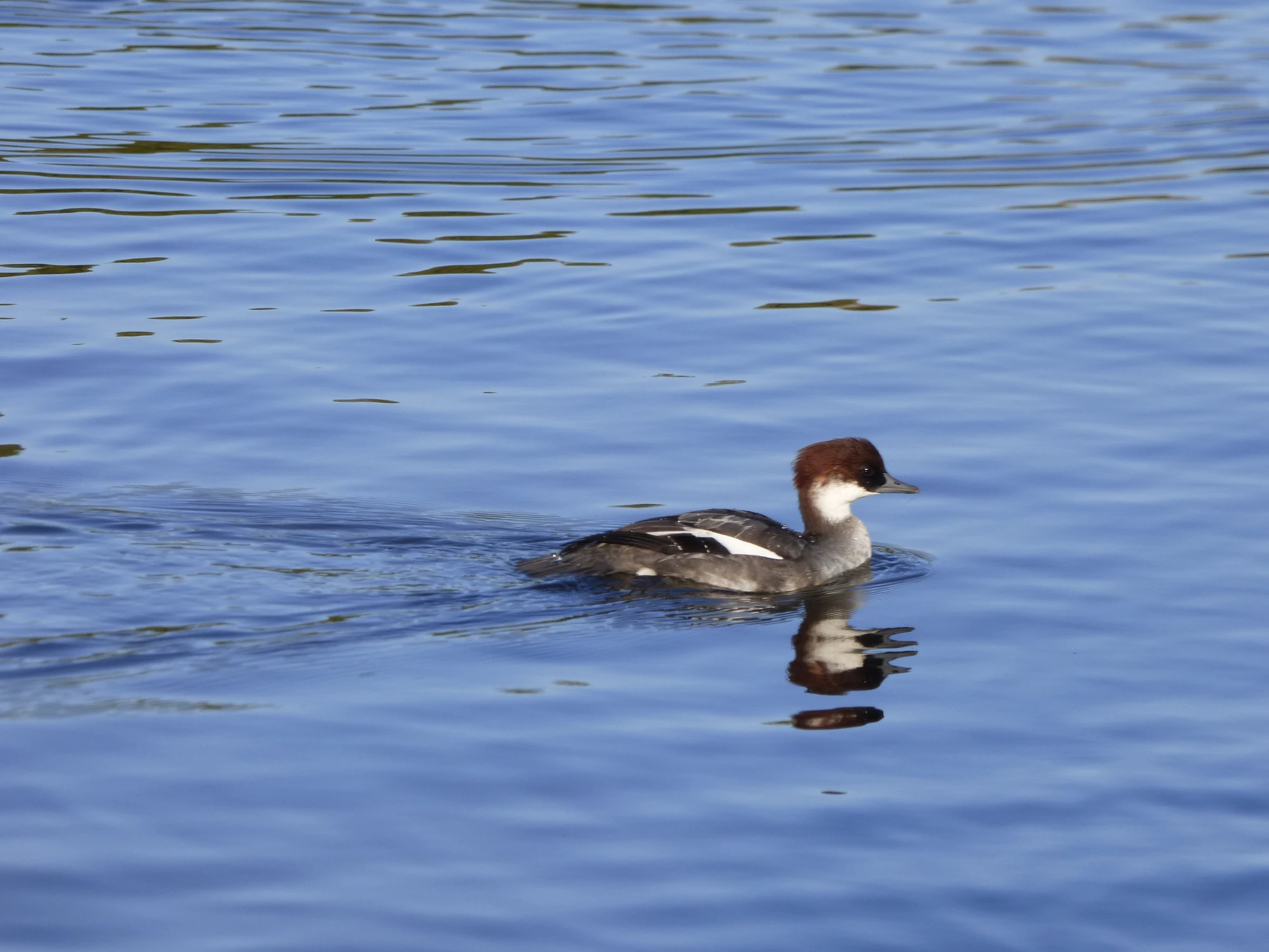 Nov 2014 | London Bird Club Wiki | Fandom