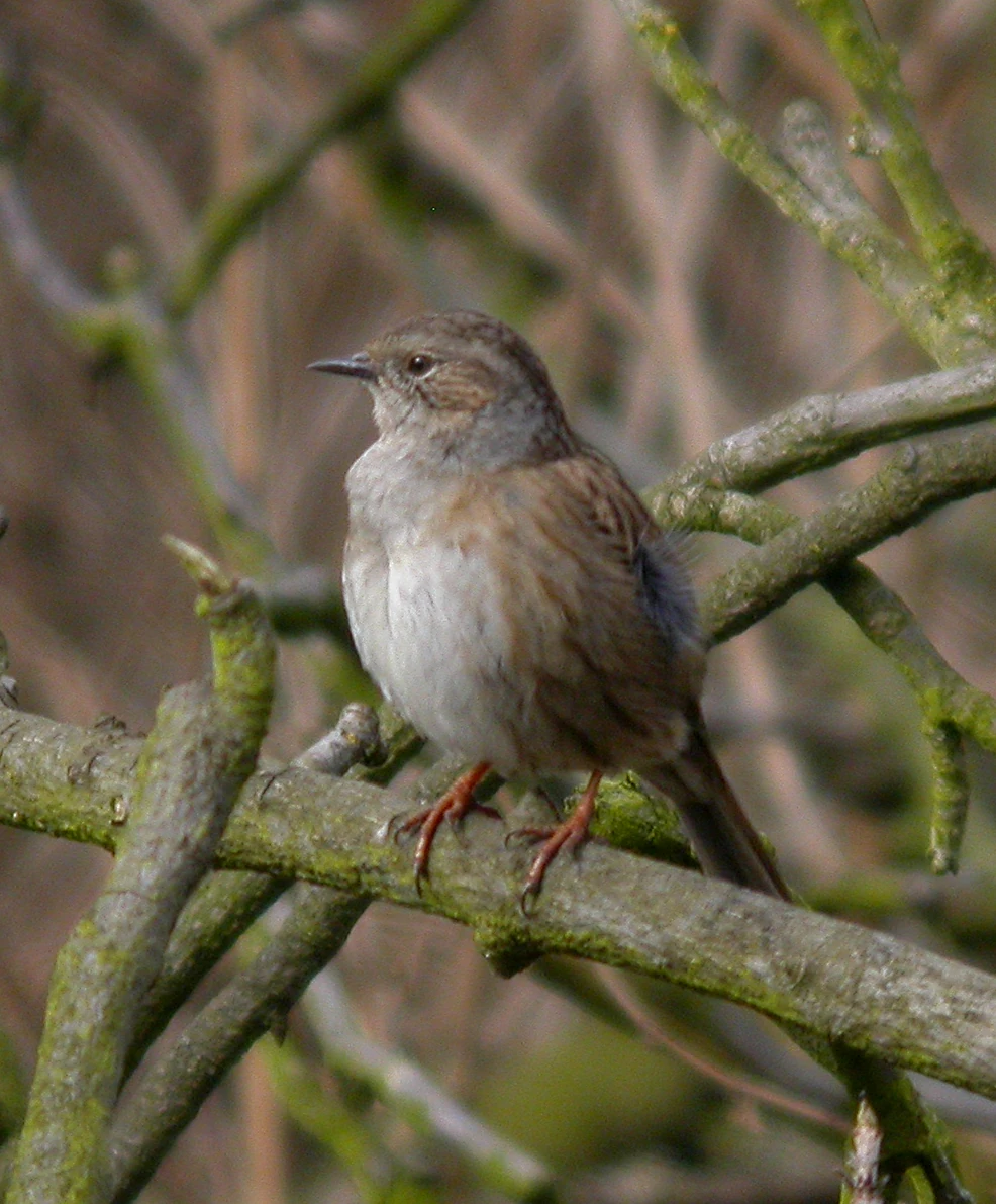 March | London Bird Club Wiki | Fandom