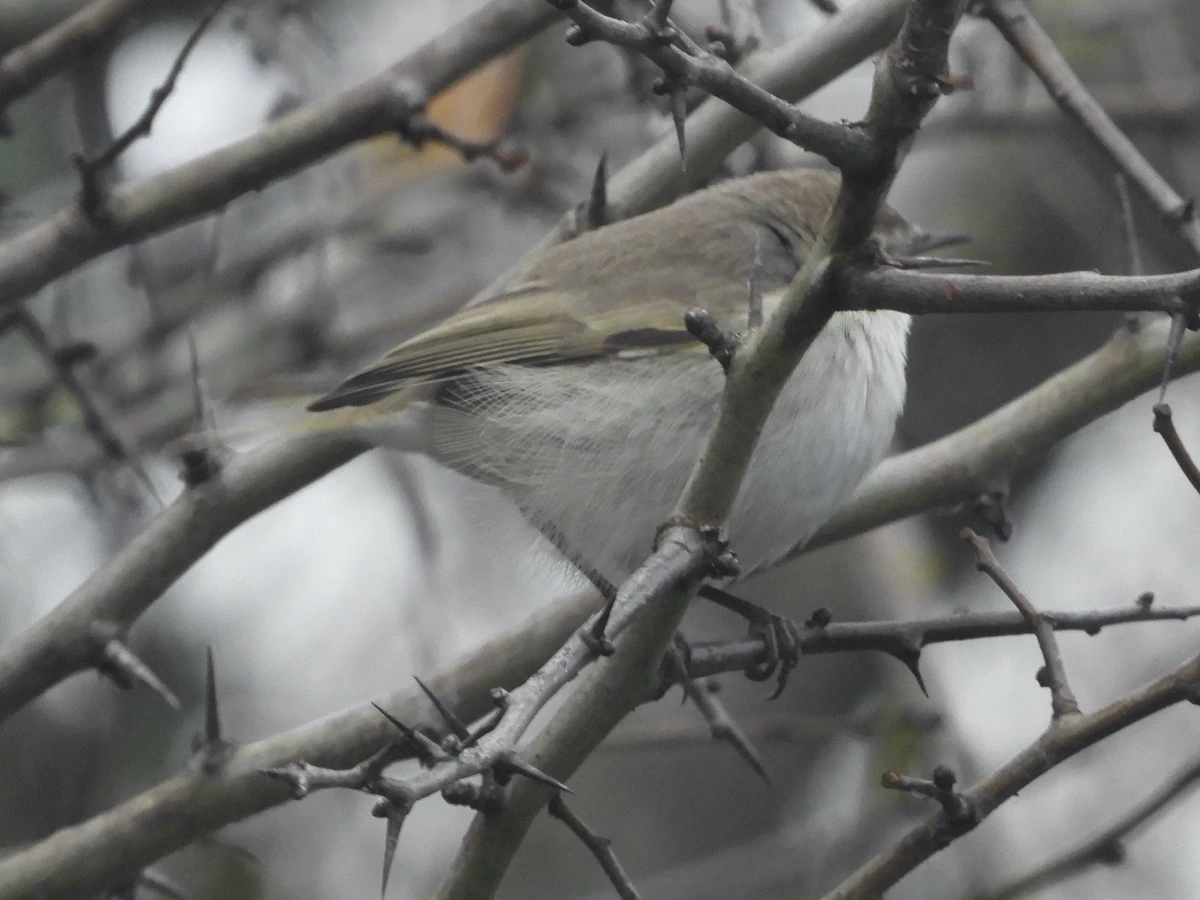 December 2023 | London Bird Club Wiki | Fandom