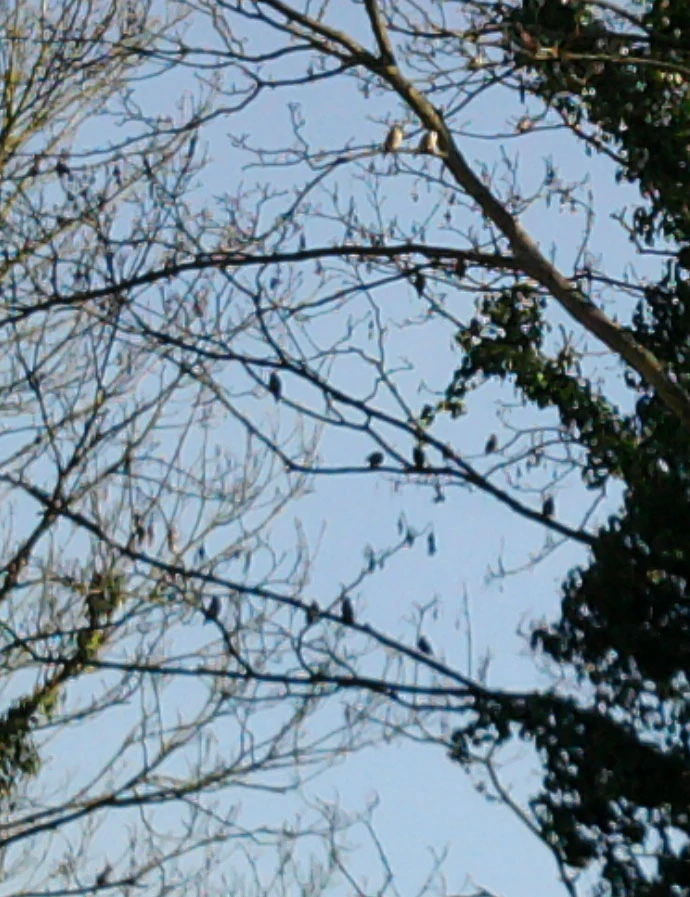March 2011 | London Bird Club Wiki | Fandom