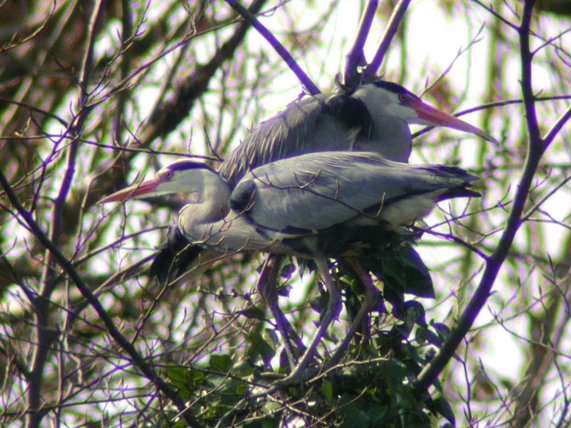January 2010 | London Bird Club Wiki | Fandom