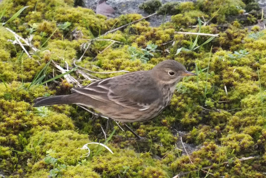 December 2012 | London Bird Club Wiki | Fandom