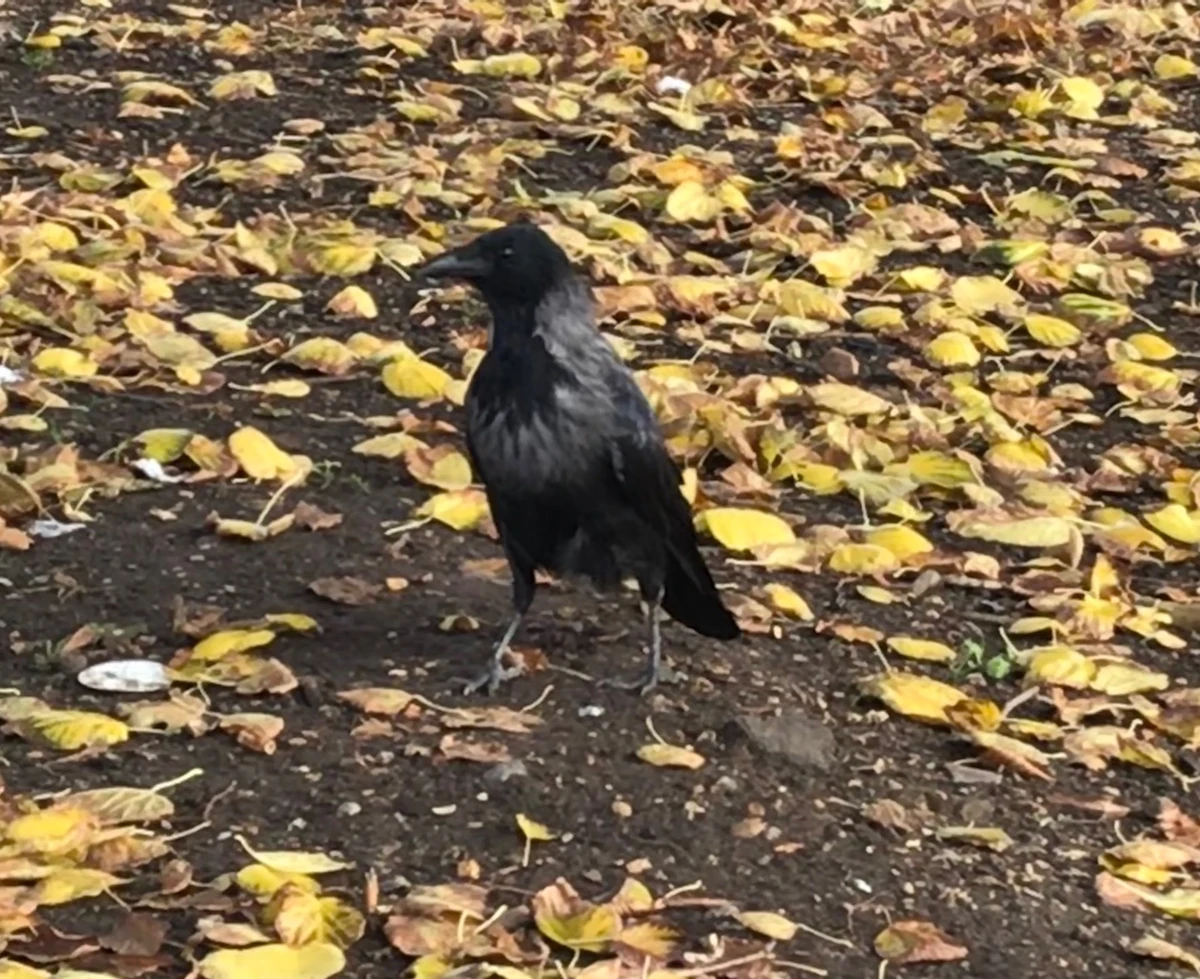 October 2023 | London Bird Club Wiki | Fandom