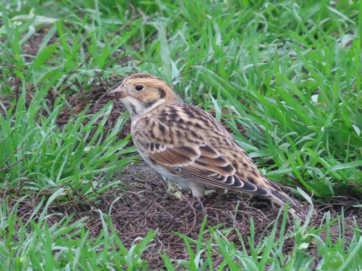 LatestNews | London Bird Club Wiki | Fandom