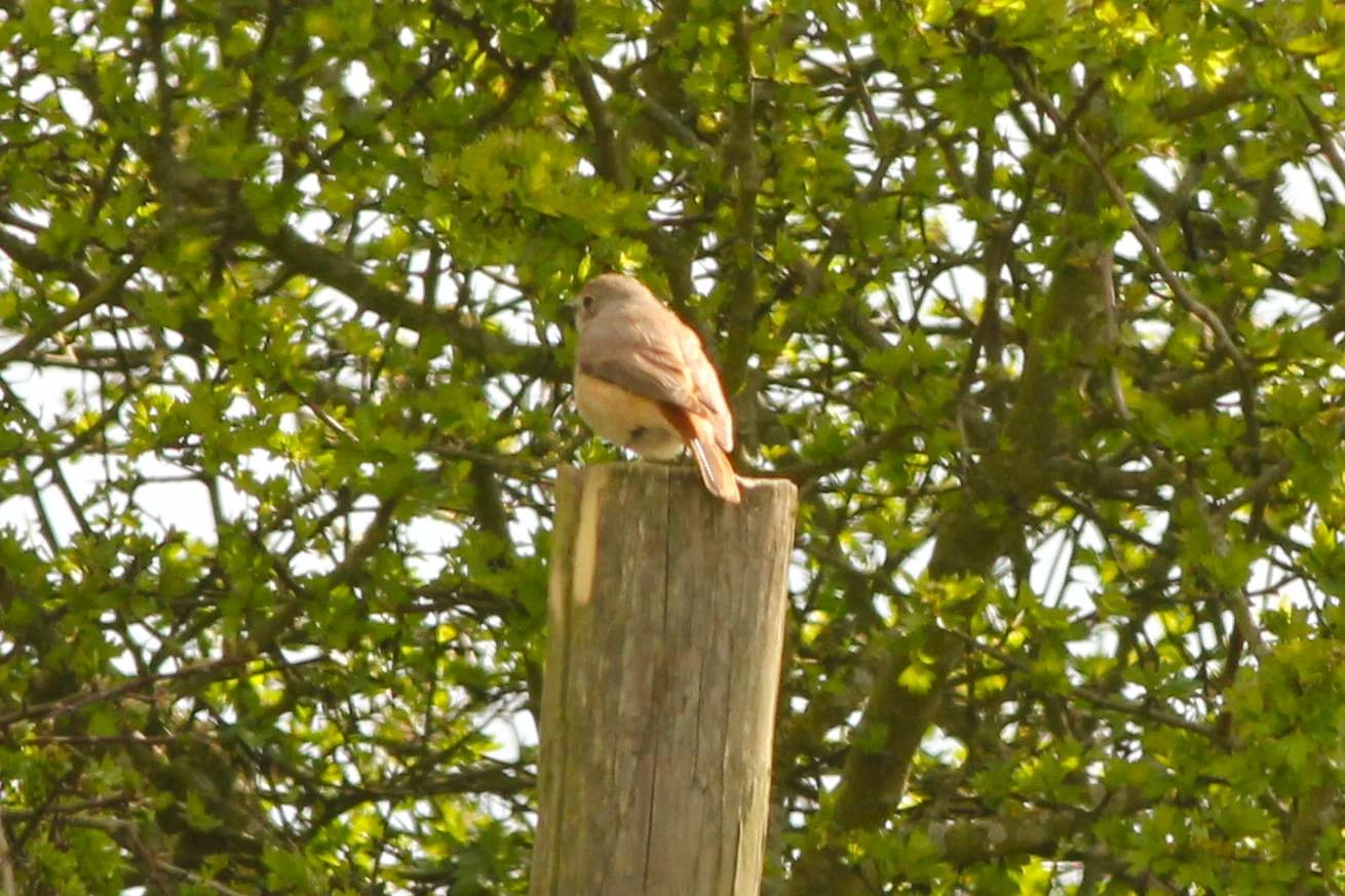 2008 photos | London Bird Club Wiki | Fandom