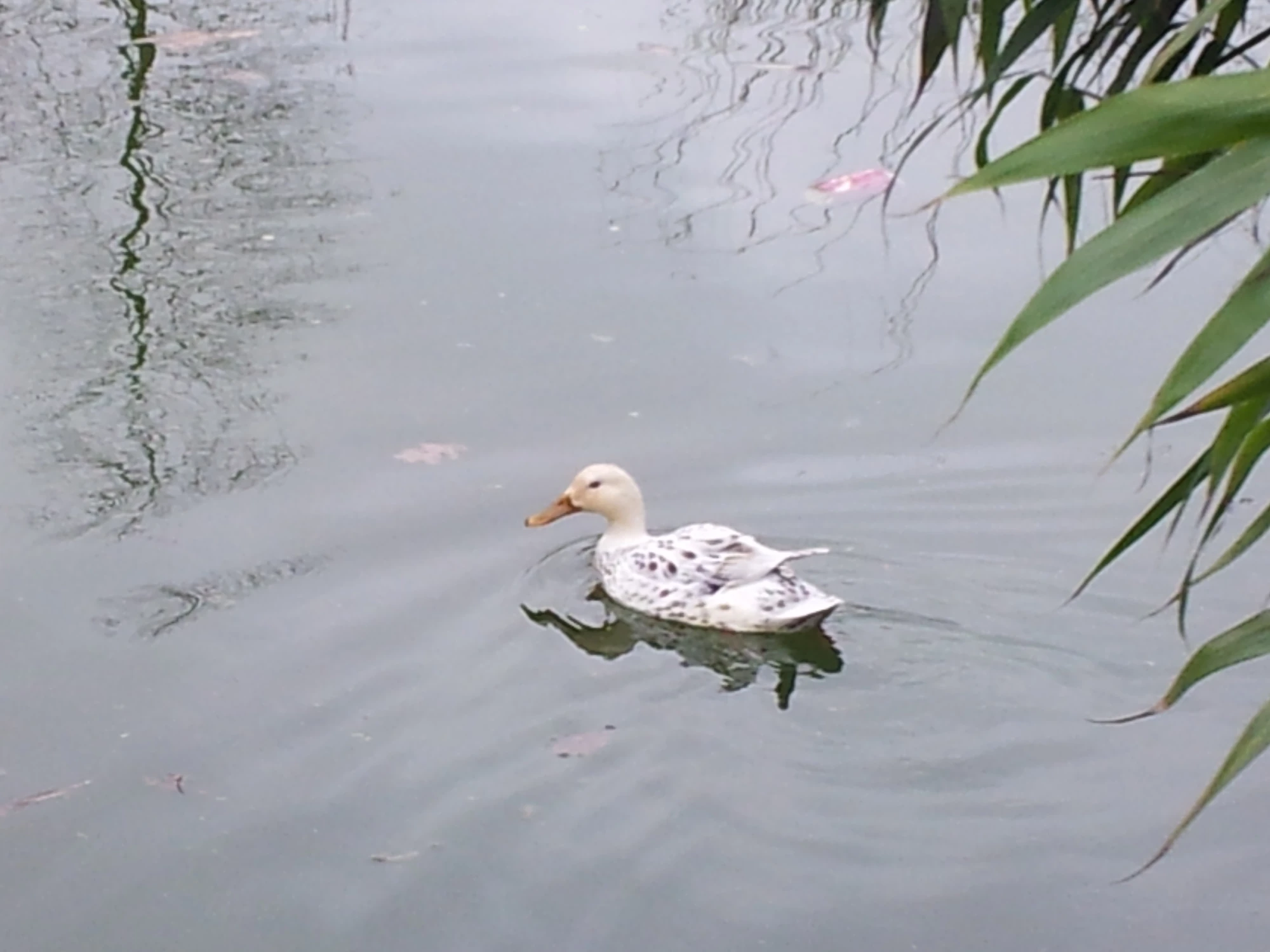 April 2013 | London Bird Club Wiki | Fandom