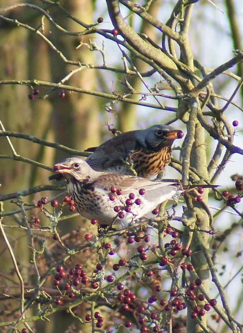 Dec2011 | London Bird Club Wiki | Fandom