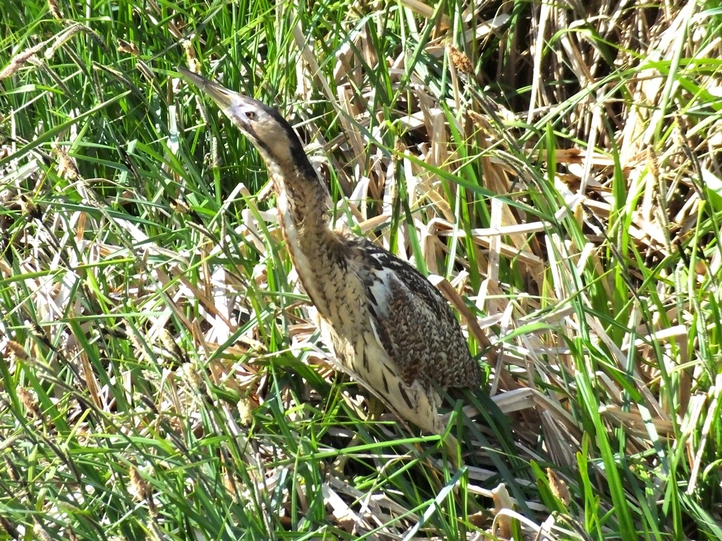 May 2015 | London Bird Club Wiki | Fandom