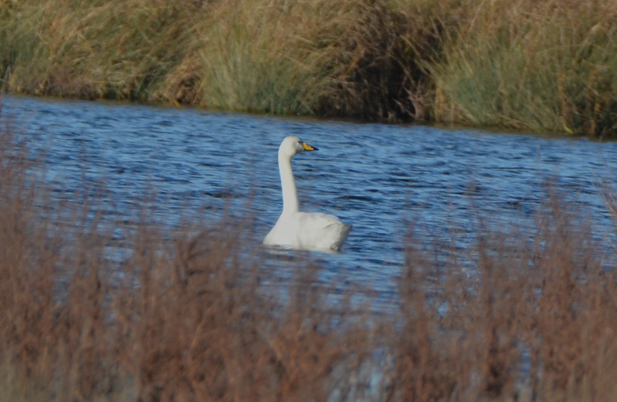 November 2023 | London Bird Club Wiki | Fandom