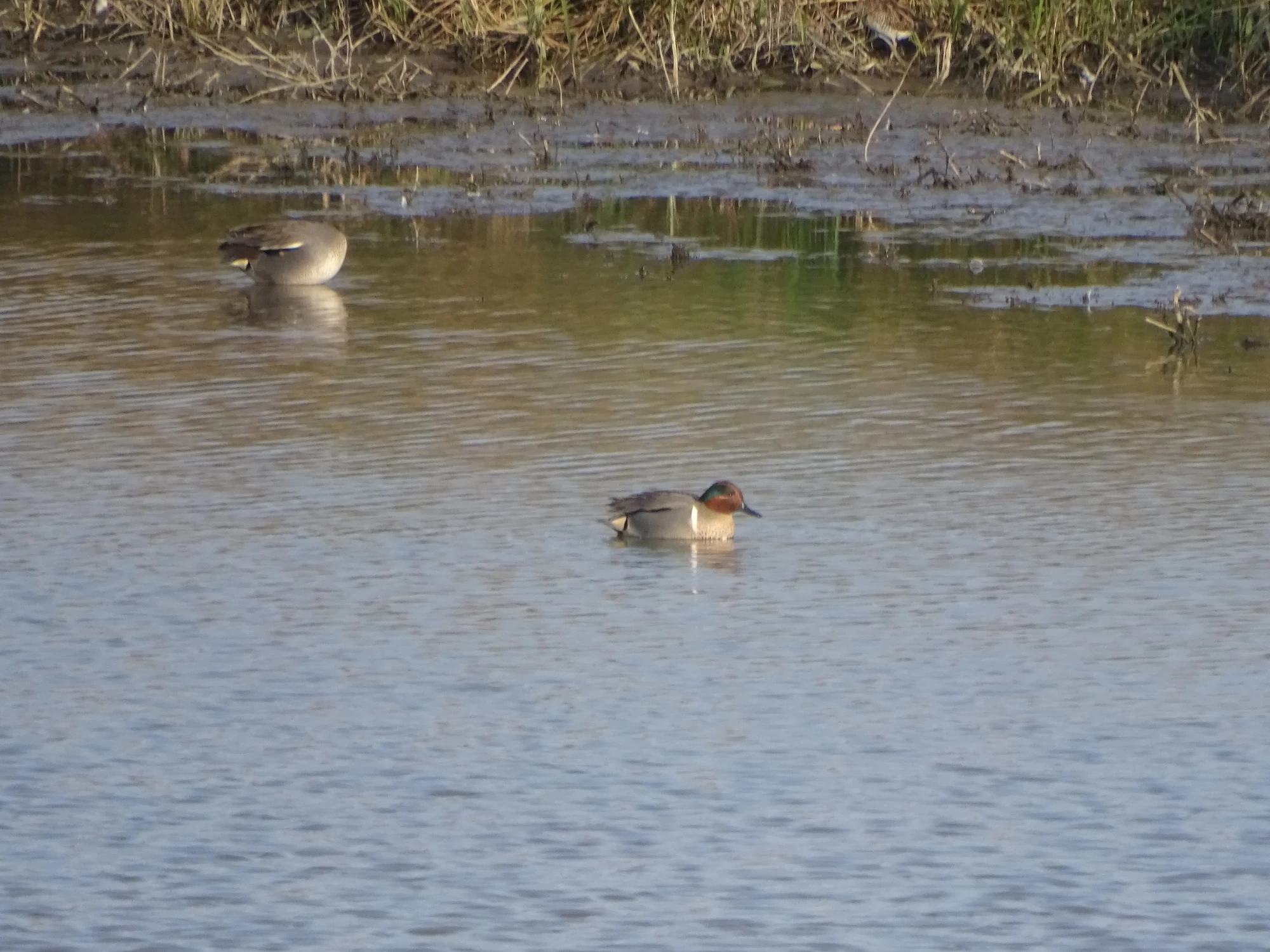 March 2019 | London Bird Club Wiki | Fandom