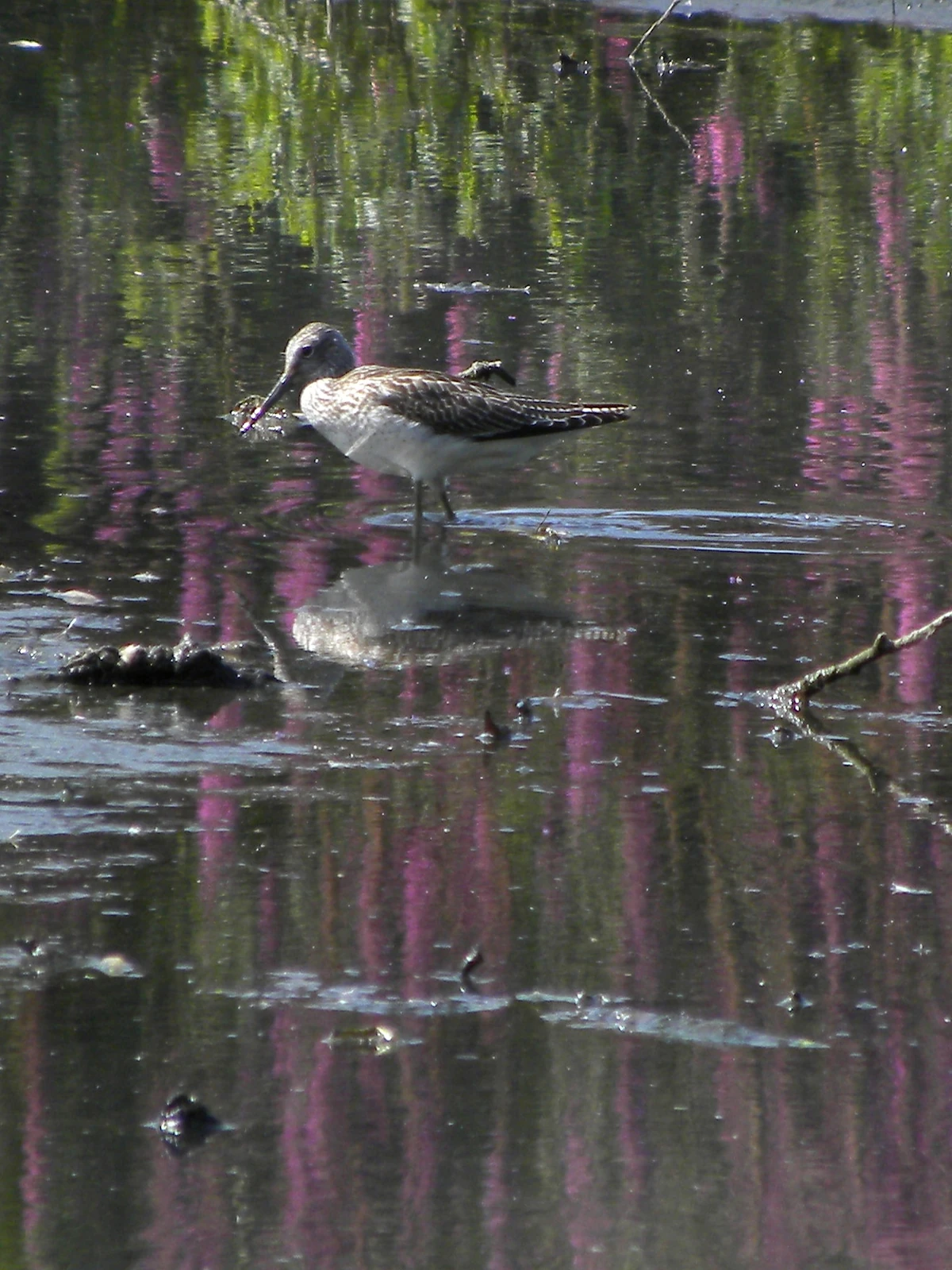 August2013 | London Bird Club Wiki | Fandom