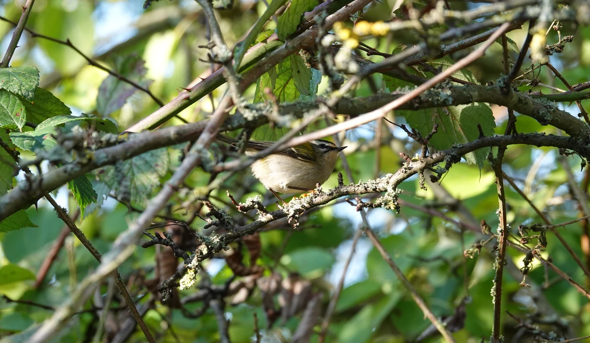 November 2019 | London Bird Club Wiki | Fandom