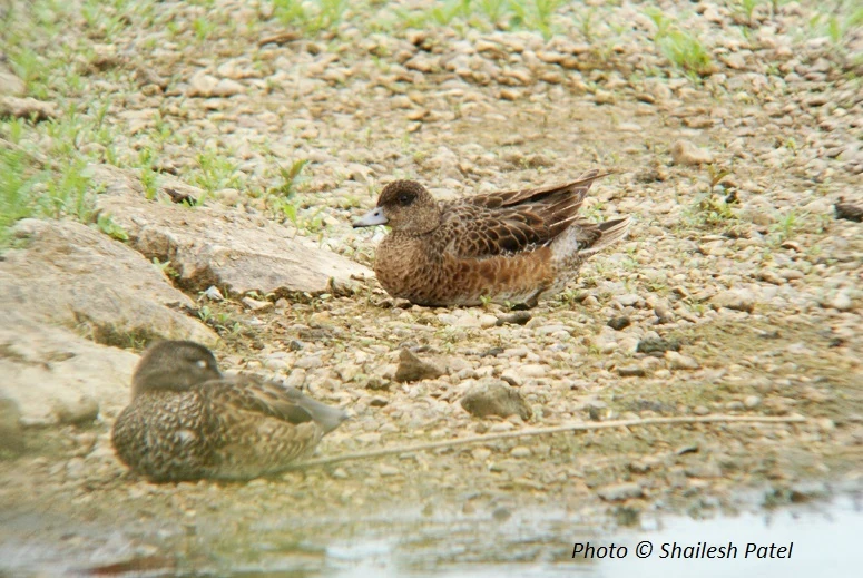 July 2017 | London Bird Club Wiki | Fandom