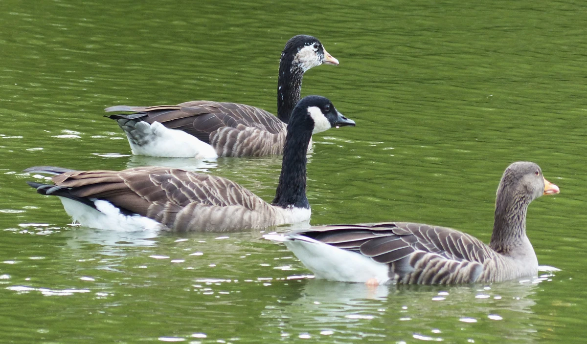 September 2013 | London Bird Club Wiki | Fandom