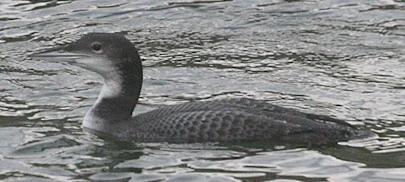 Staines Reservoir | London Bird Club Wiki | Fandom