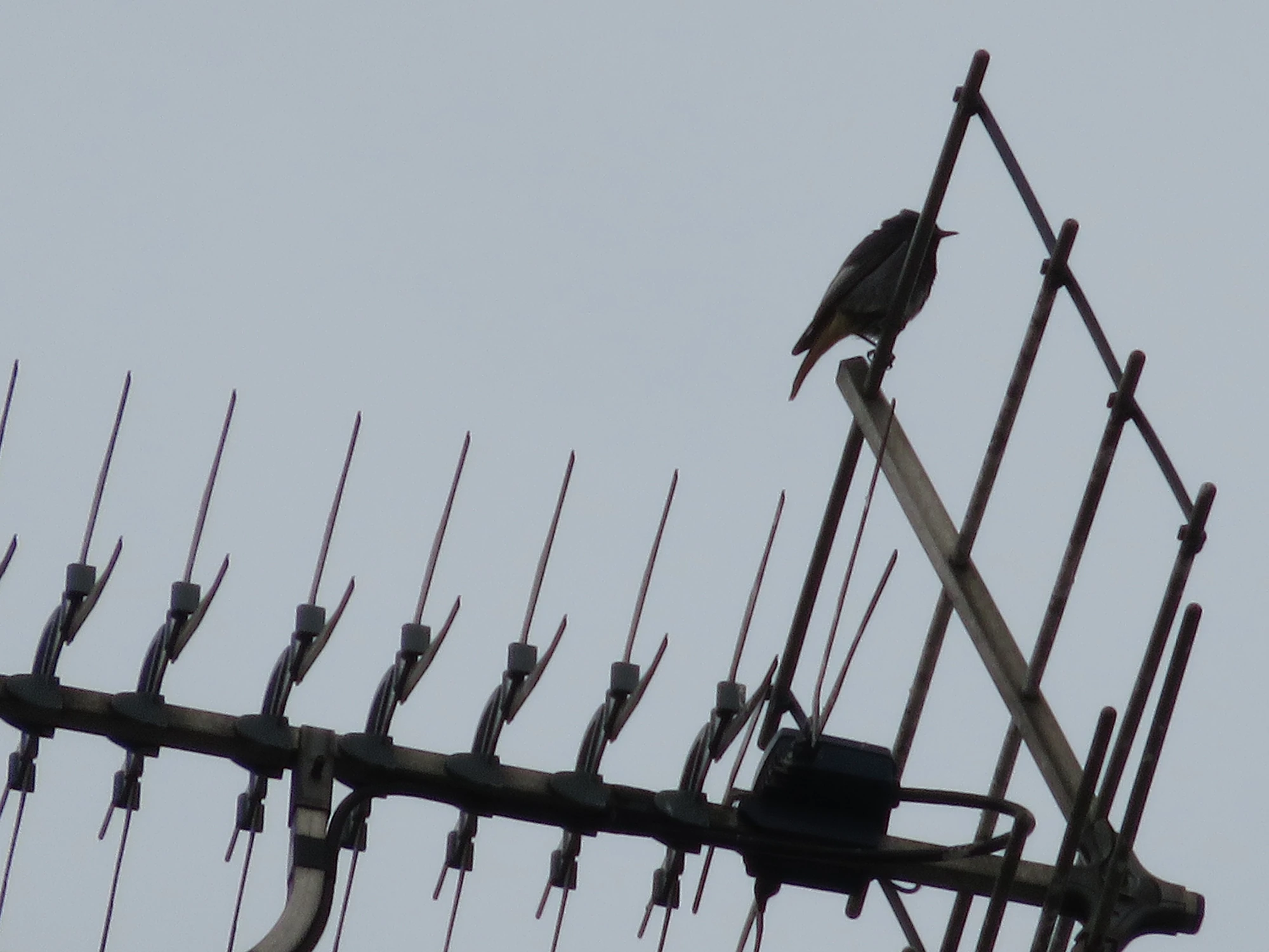 June 2017 | London Bird Club Wiki | Fandom