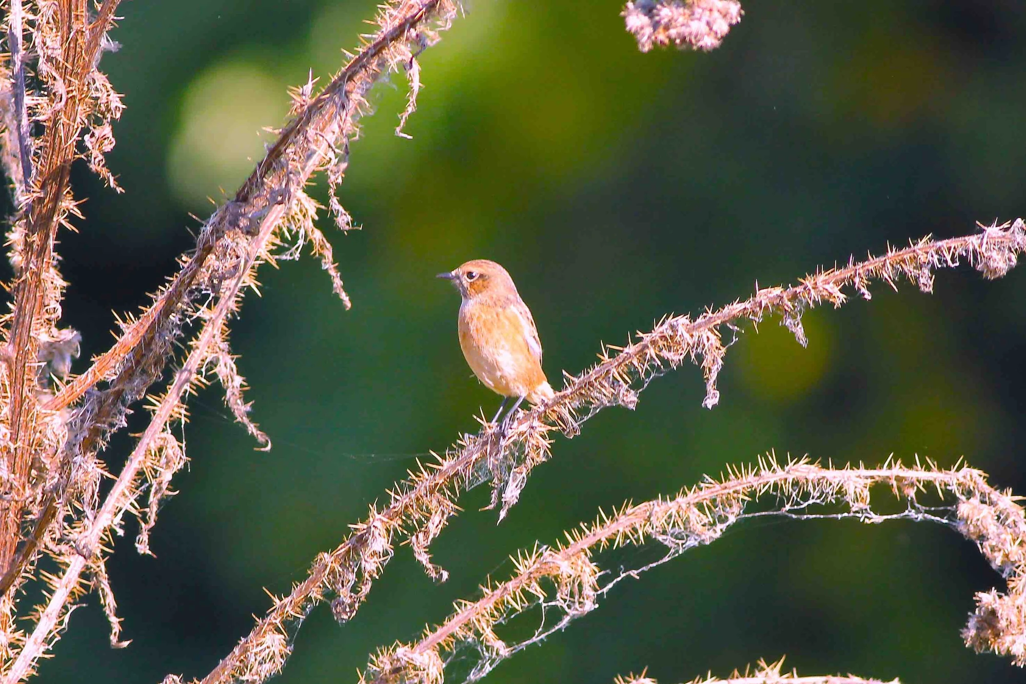 October 2016 | London Bird Club Wiki | Fandom