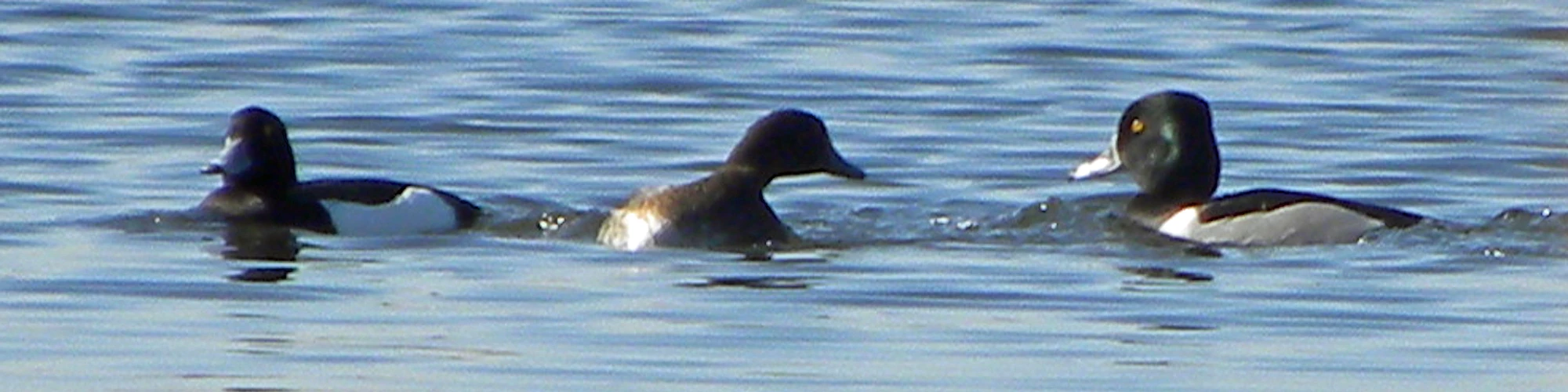 March 2017 | London Bird Club Wiki | Fandom