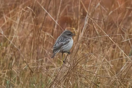 January 2017 | London Bird Club Wiki | Fandom