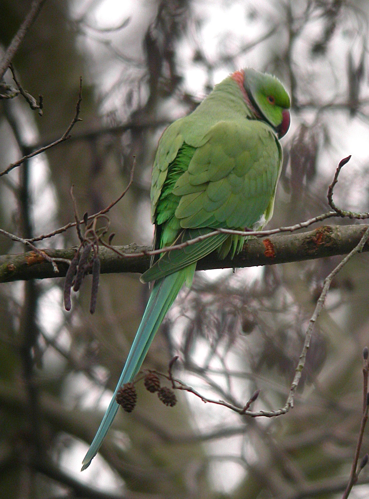 User blog:Malcolm Riddler/Imperial College London - Ring-necked ...