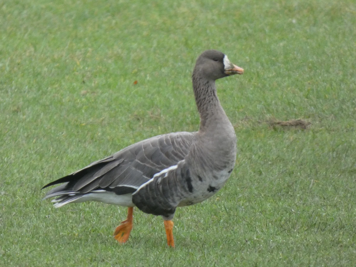 December 2021 | London Bird Club Wiki | Fandom