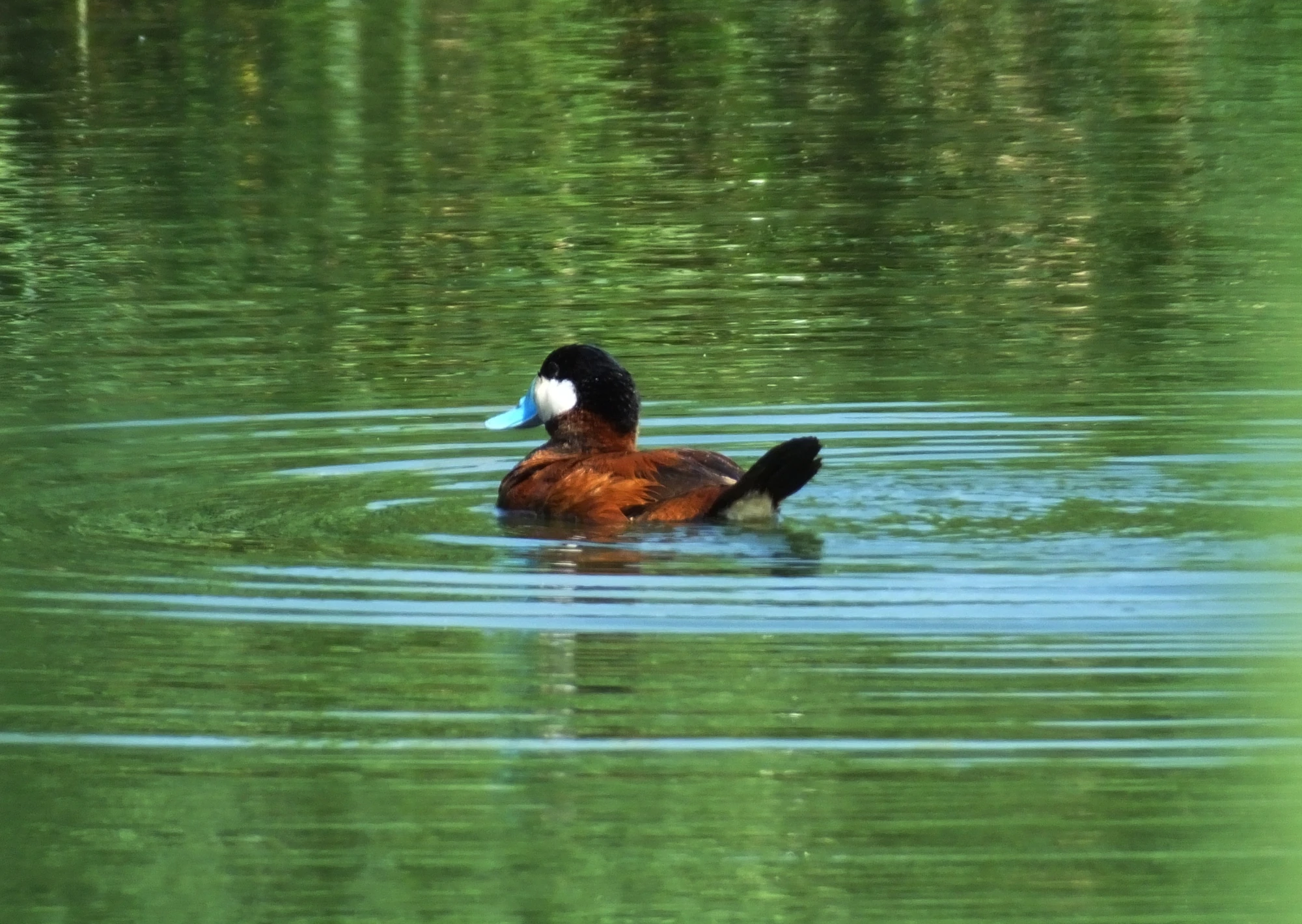 July 2014 | London Bird Club Wiki | Fandom