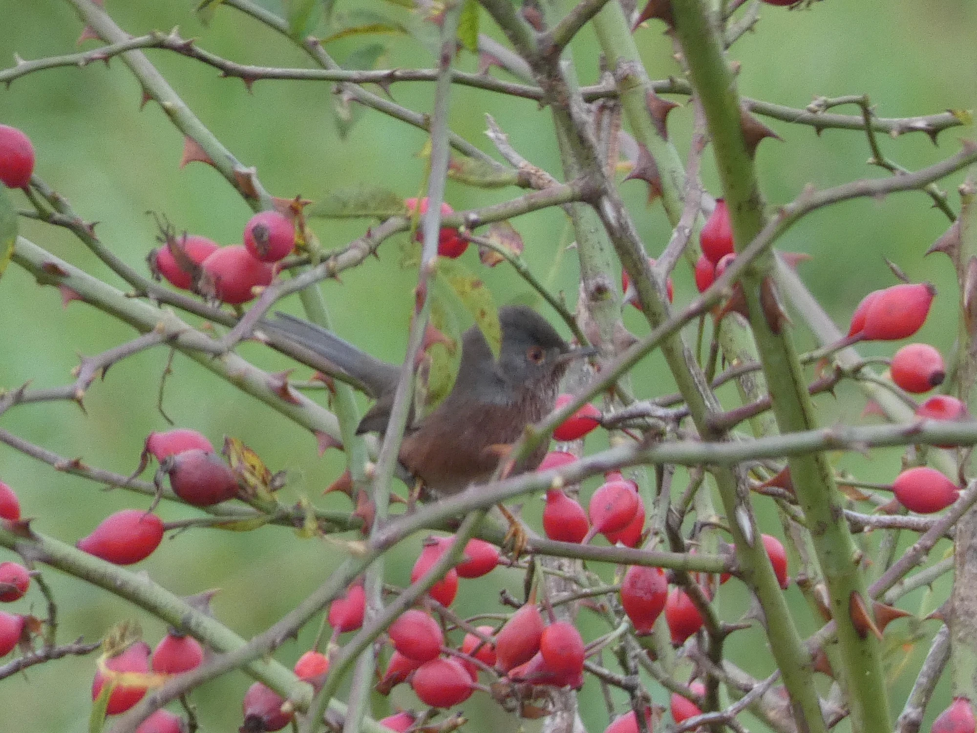 October 2021 | London Bird Club Wiki | Fandom