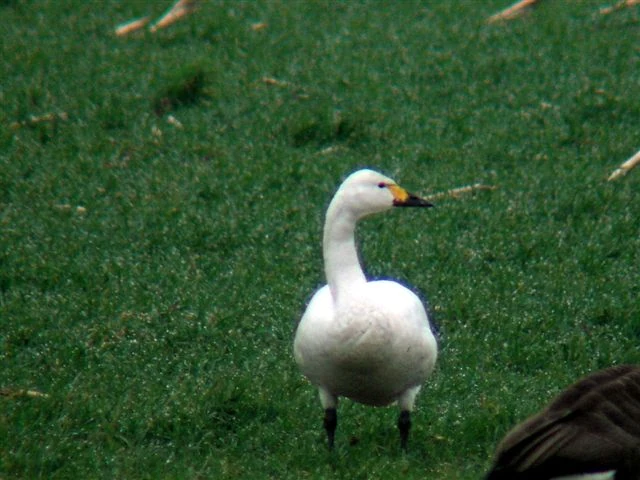 2008 photos | London Bird Club Wiki | Fandom