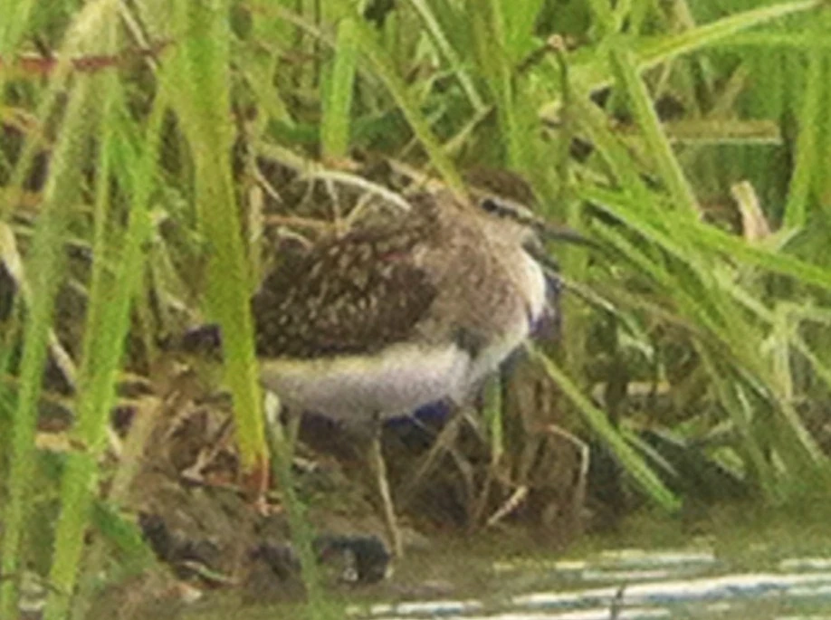 September 2012 | London Bird Club Wiki | Fandom