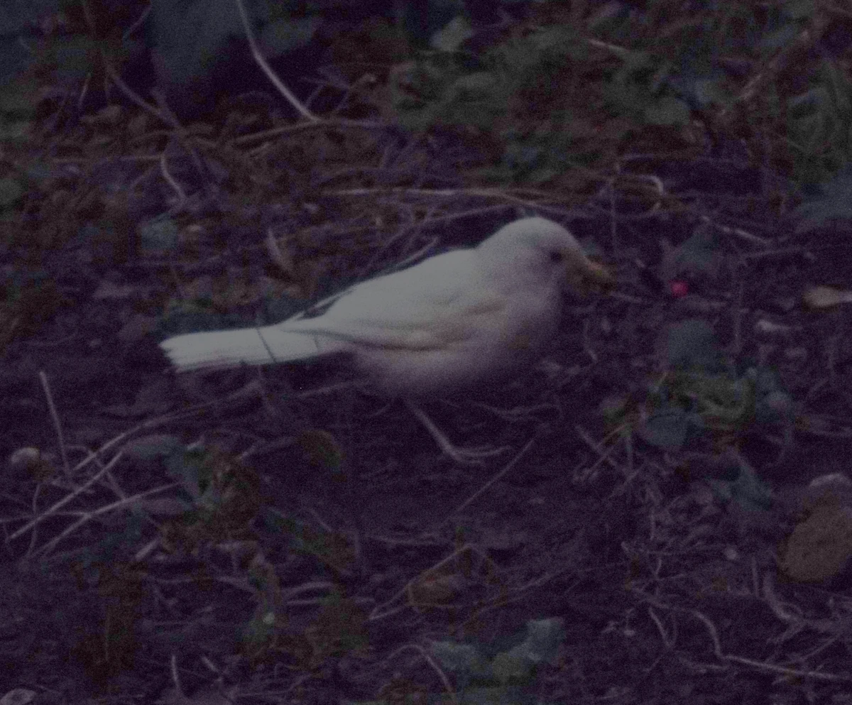 January 2022 | London Bird Club Wiki | Fandom