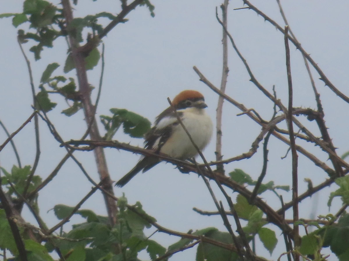 LatestNews | London Bird Club Wiki | Fandom