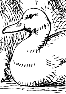 Duck | Wonderland Wiki | Fandom