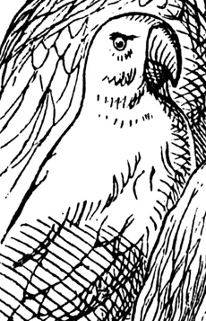 Lory | Wonderland Wiki | Fandom