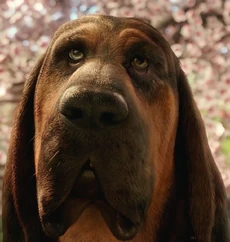 Bayard Hamar | Wonderland Wiki | Fandom