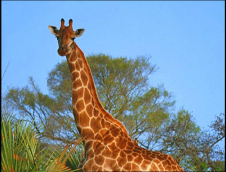 Giraffe | Looney Tunes Fan Fiction Wiki | Fandom