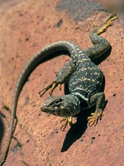 Lizard | Looney Tunes Fan Fiction Wiki | Fandom