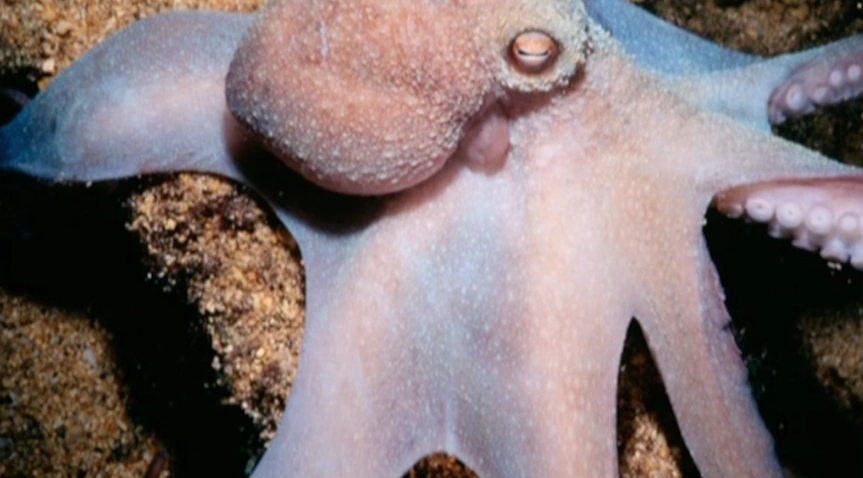 Octopus | Looney Tunes Fan Fiction Wiki | Fandom